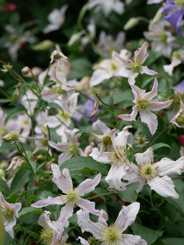 Der Kalifornische Blütenthrips - Ist er der neuartige Clematisschädling?