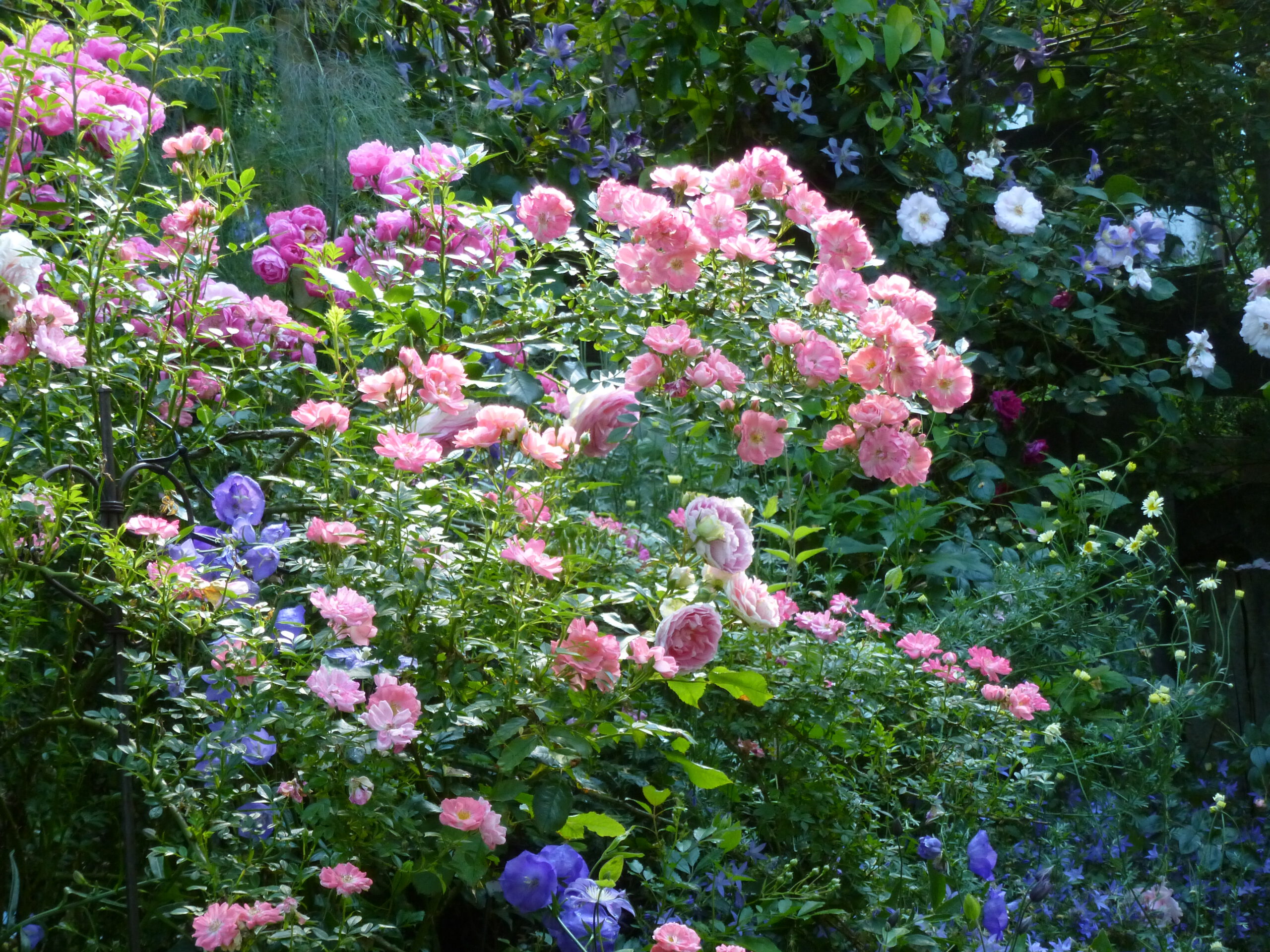 Rose Ferdy - die Blüte überzeugt durch ihre Üppigkeit • clematisworld