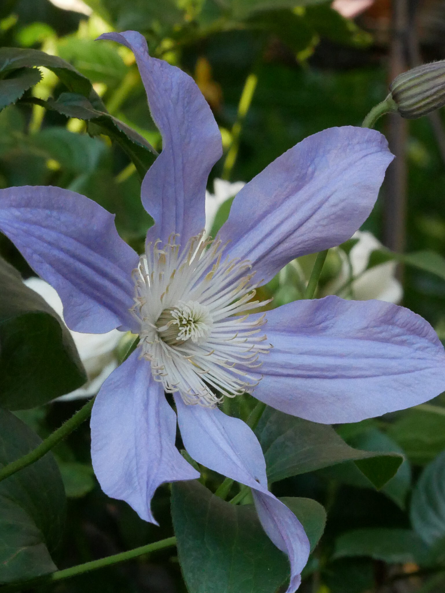 Clematis BLUE RIVER 'Zoblueriver'