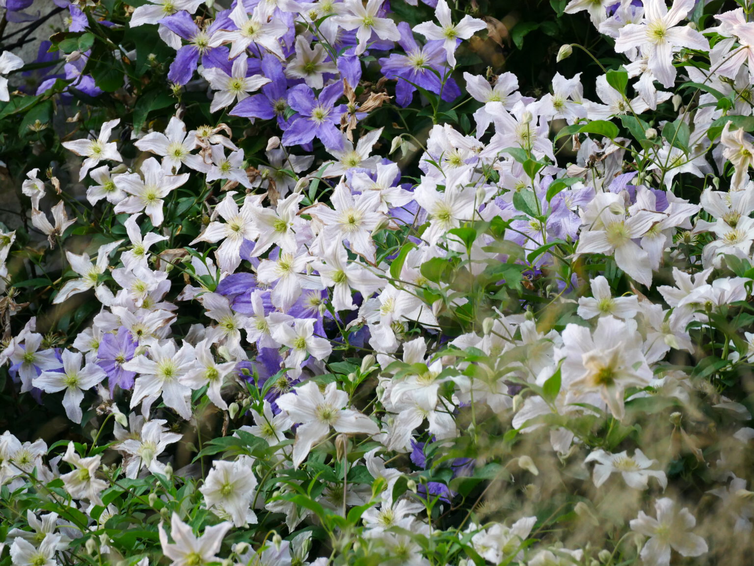 Clematis pflanzen • clematisworld